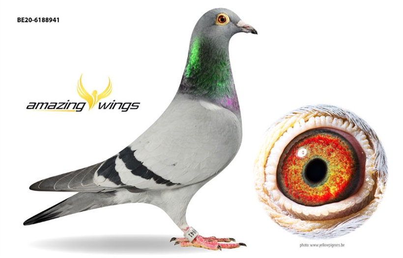 Amazing-Wings Auction - 20) Freya