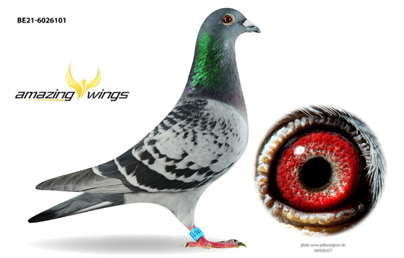 Amazing-Wings Auction - 13) Karl