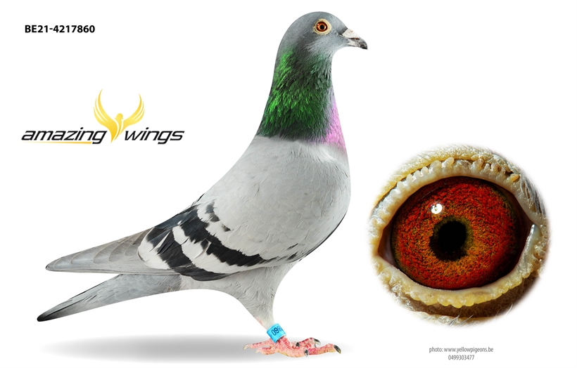 Amazing-Wings Auction - 02) Kosimo