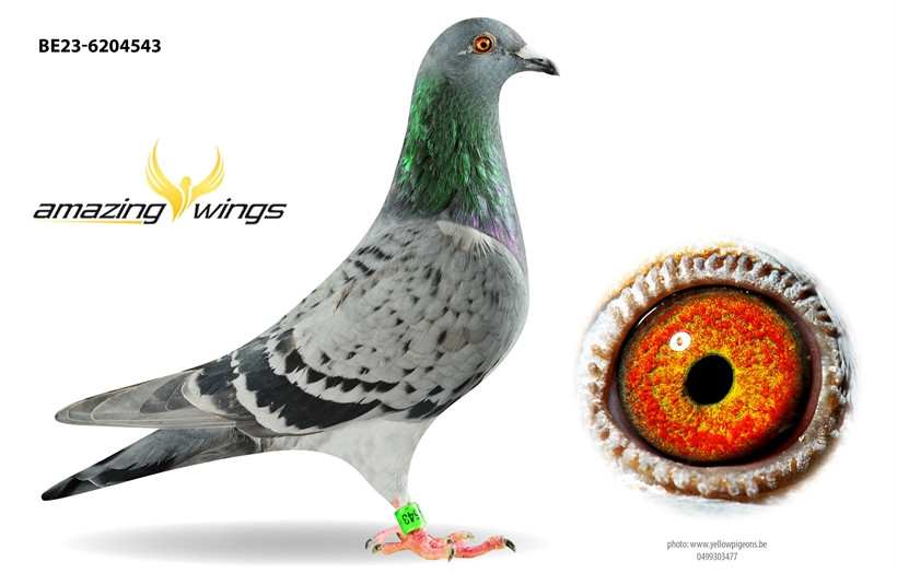 Amazing-Wings Auction - 20) Walanda