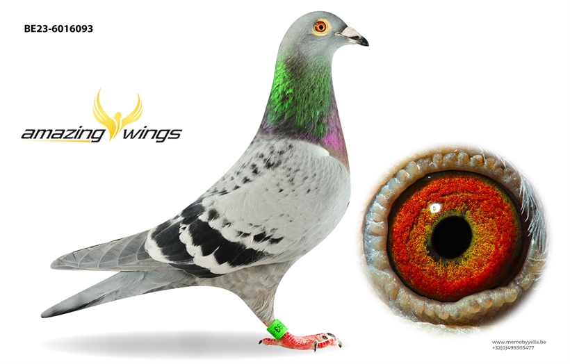 Amazing-Wings Auction - 06) Vicky